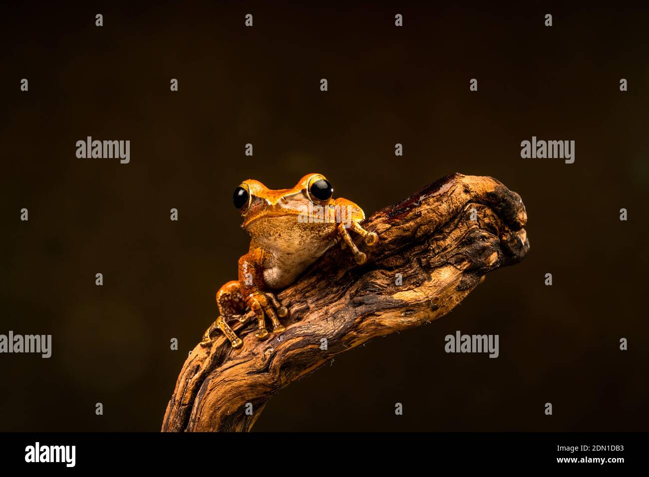 Rough frog skin hi-res stock photography and images - Alamy