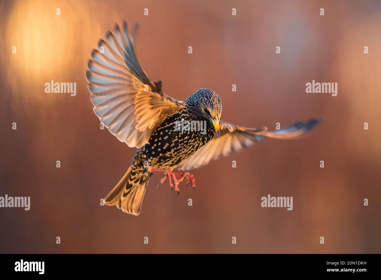 Common Starling landing in Italy during autumn Stock Photo - Alamy