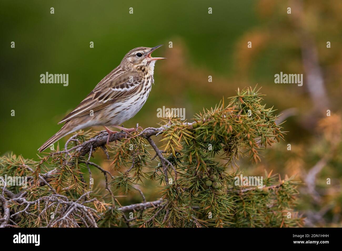 Boompieper; Tree Pipit; Anthus trivialis Stock Photo - Alamy