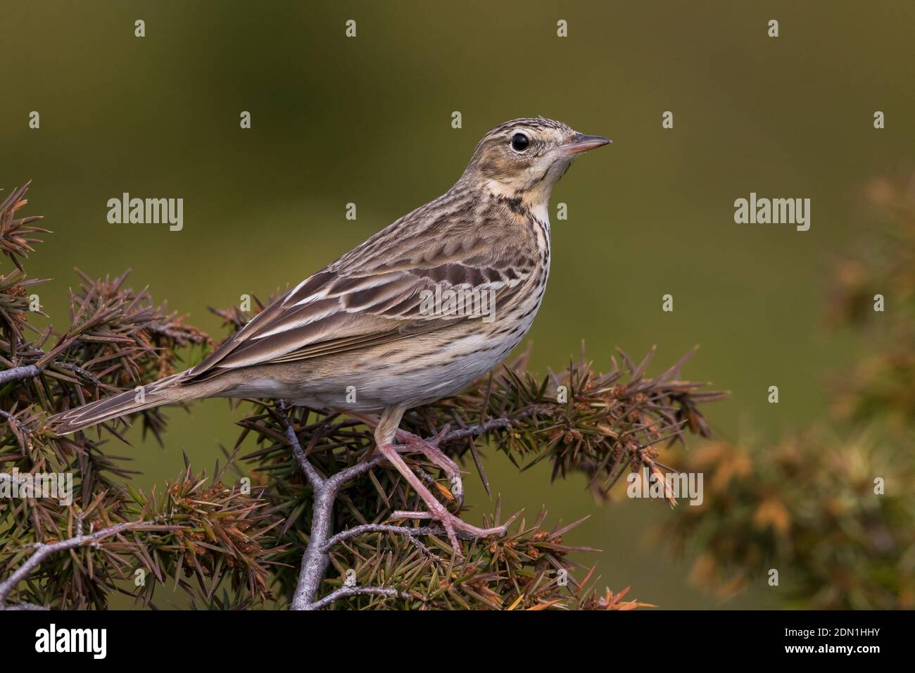 Boompieper; Tree Pipit; Anthus trivialis Stock Photo - Alamy