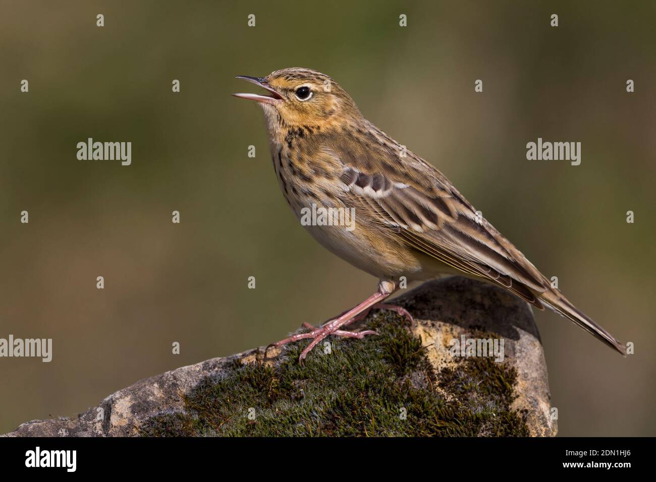 Boompieper, Tree Pipit Stock Photo - Alamy