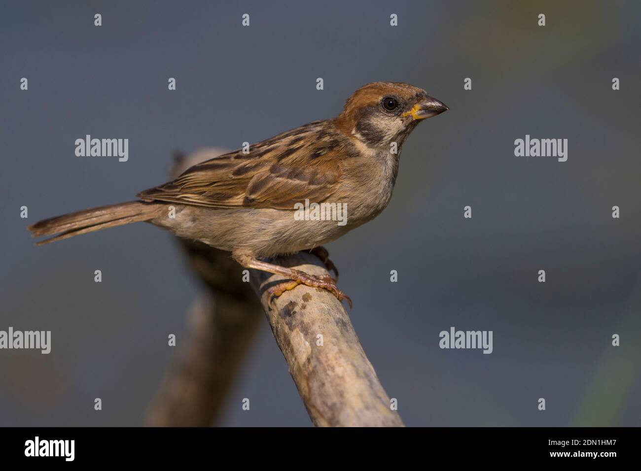 Ringmus; Tree Sparrow; Passer montanus Stock Photo - Alamy