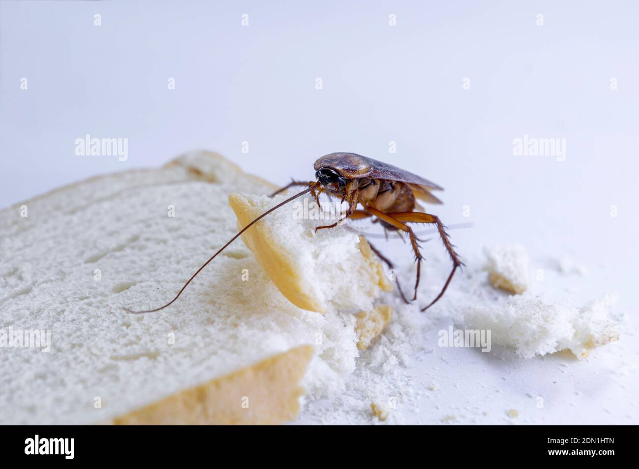 Cockroach abdomen hi-res stock photography and images - Alamy