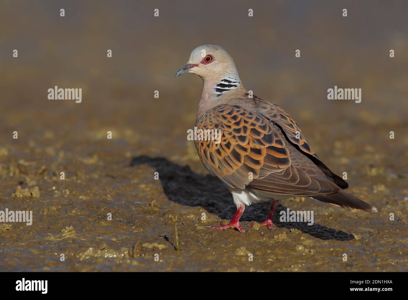 Tortelduif; Turtle Dove Stock Photo - Alamy