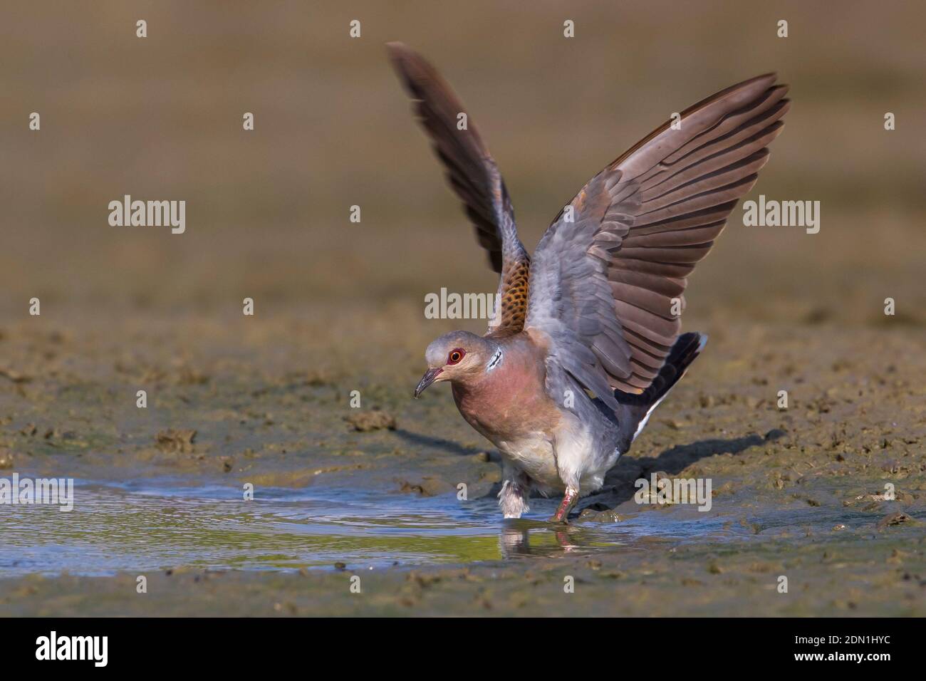 Zomertortel; Turtle Dove; Streptopelia turtur Stock Photo - Alamy
