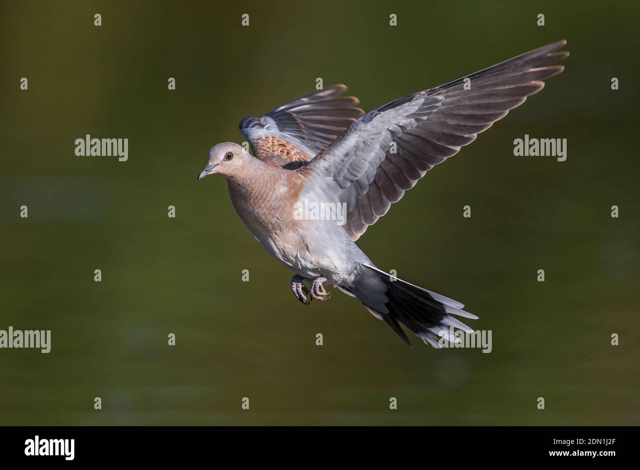 Vliegende Tortelduif; Turtle Dove in flight Stock Photo - Alamy