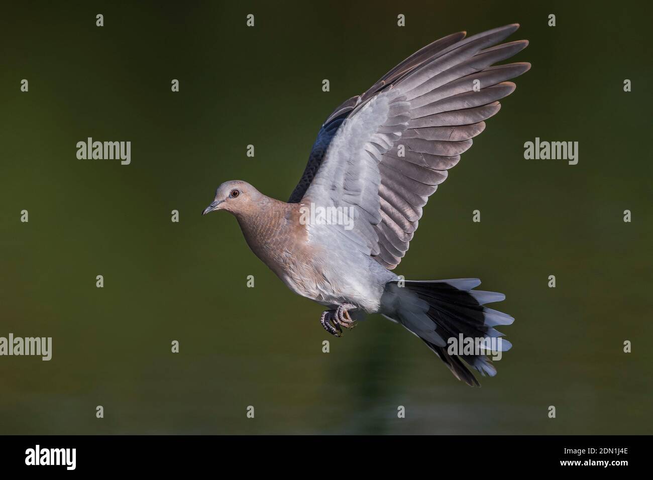 Vliegende Tortelduif; Turtle Dove in flight Stock Photo - Alamy