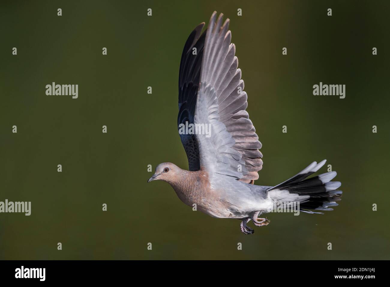 Vliegende Tortelduif; Turtle Dove in flight Stock Photo - Alamy