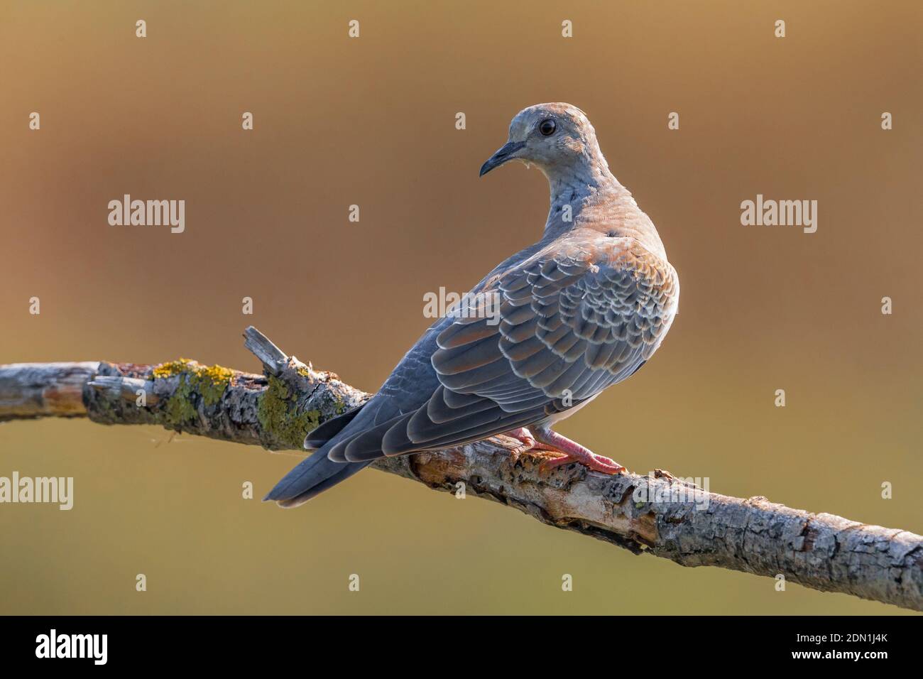 Zomertortel; Turtle Dove; Streptopelia turtur Stock Photo - Alamy