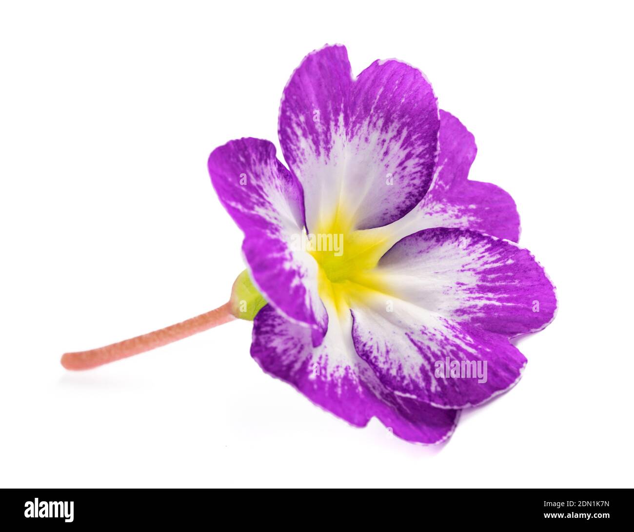 primrose flower isolated on white background Stock Photo - Alamy