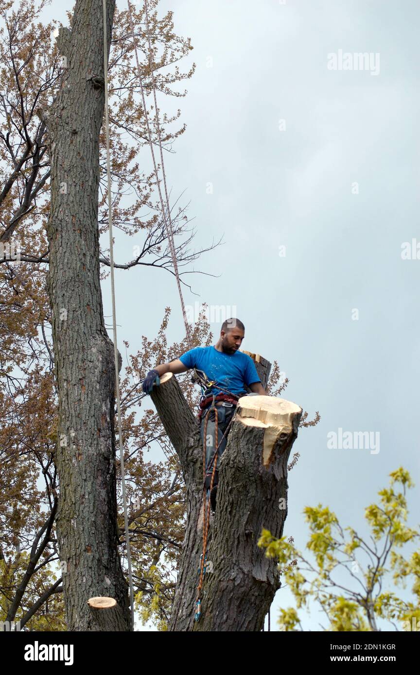 Tree trunk cutting cut out hi-res stock photography and images - Alamy