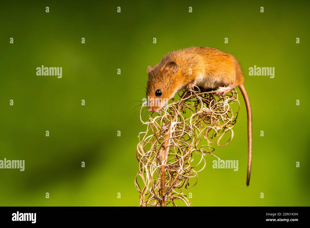 Eurasian harvest mouse (Micromys minutus) - closeup with selective ...