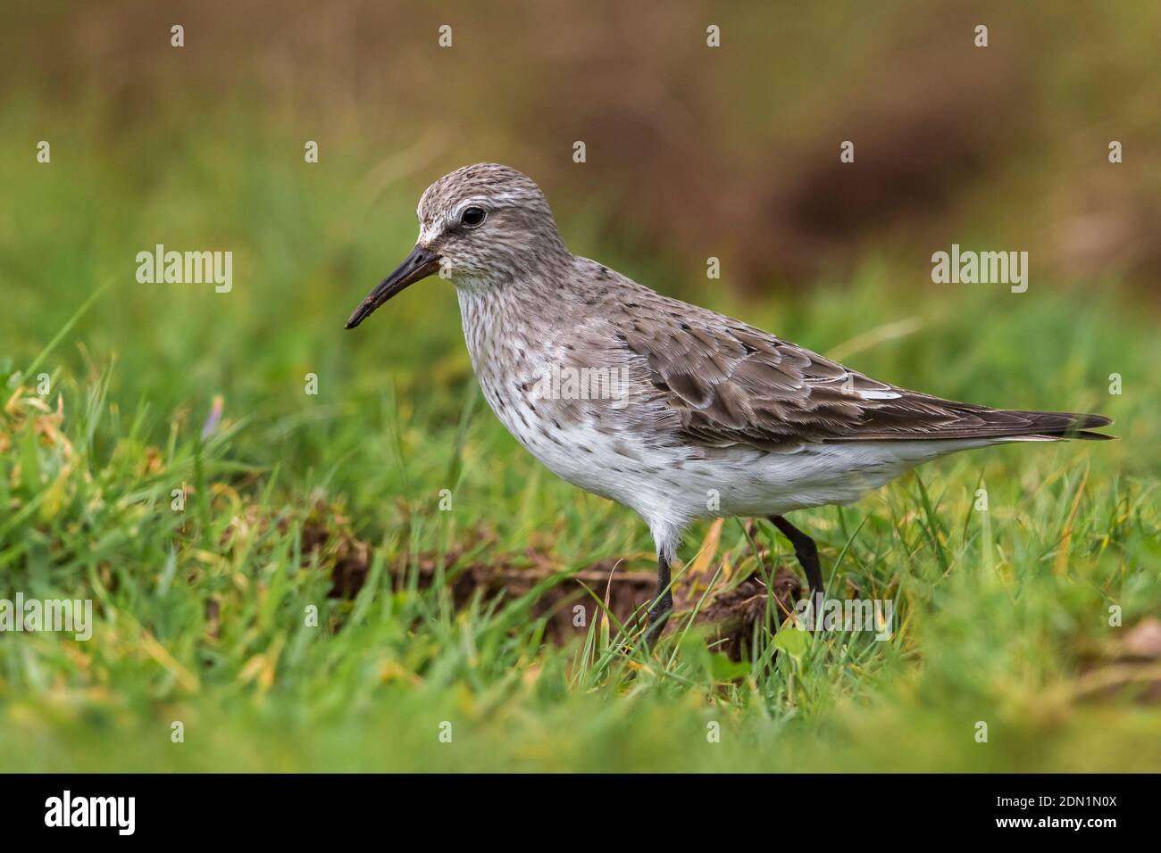 Bonapartes Strandloper, White-rumped Sandpiper Stock Photo - Alamy