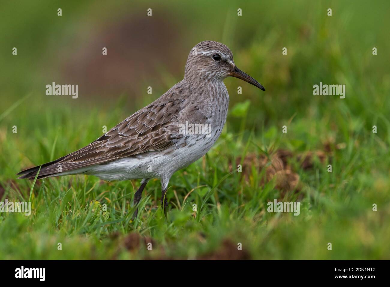 Bonapartes Strandloper, White-rumped Sandpiper Stock Photo - Alamy