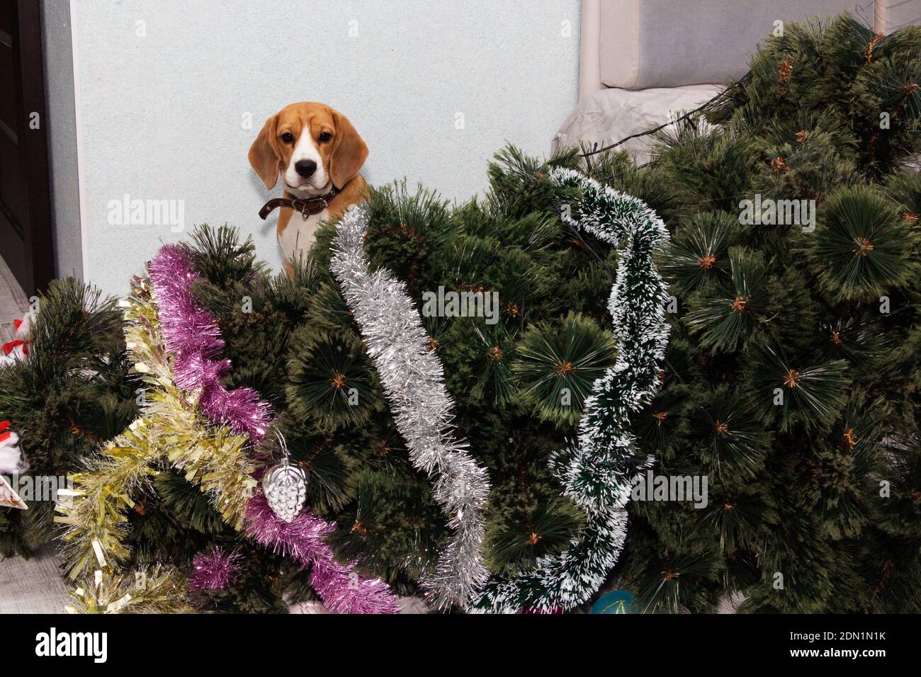 Fallen christmas tree hi-res stock photography and images - Alamy