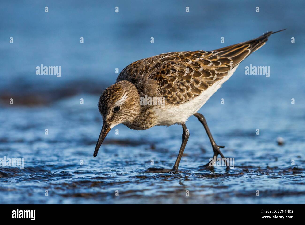 Bonapartes Strandloper; White-rumped Sandpiper Stock Photo - Alamy