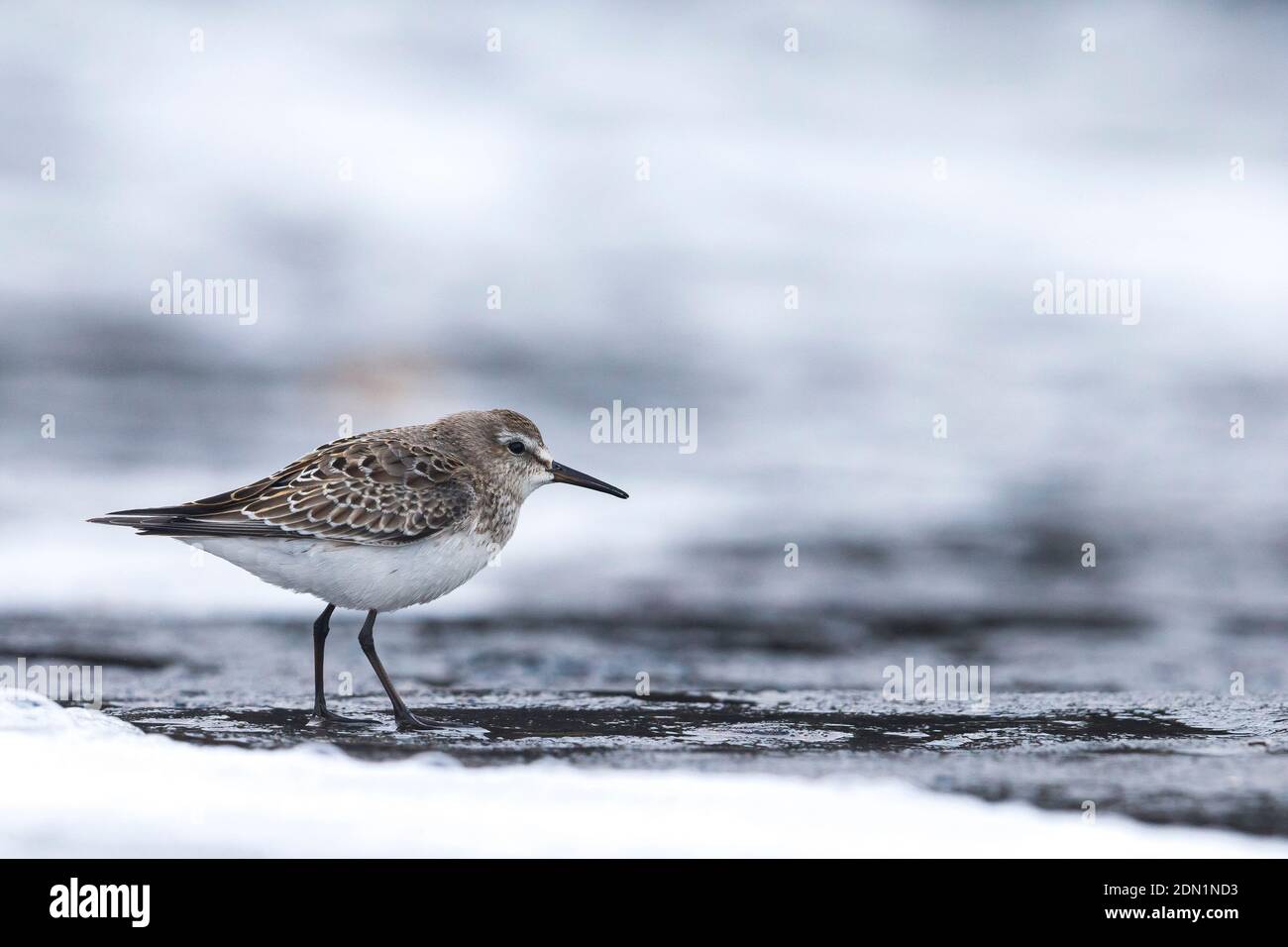 Bonapartes Strandloper, White-rumped Sandpiper Stock Photo - Alamy