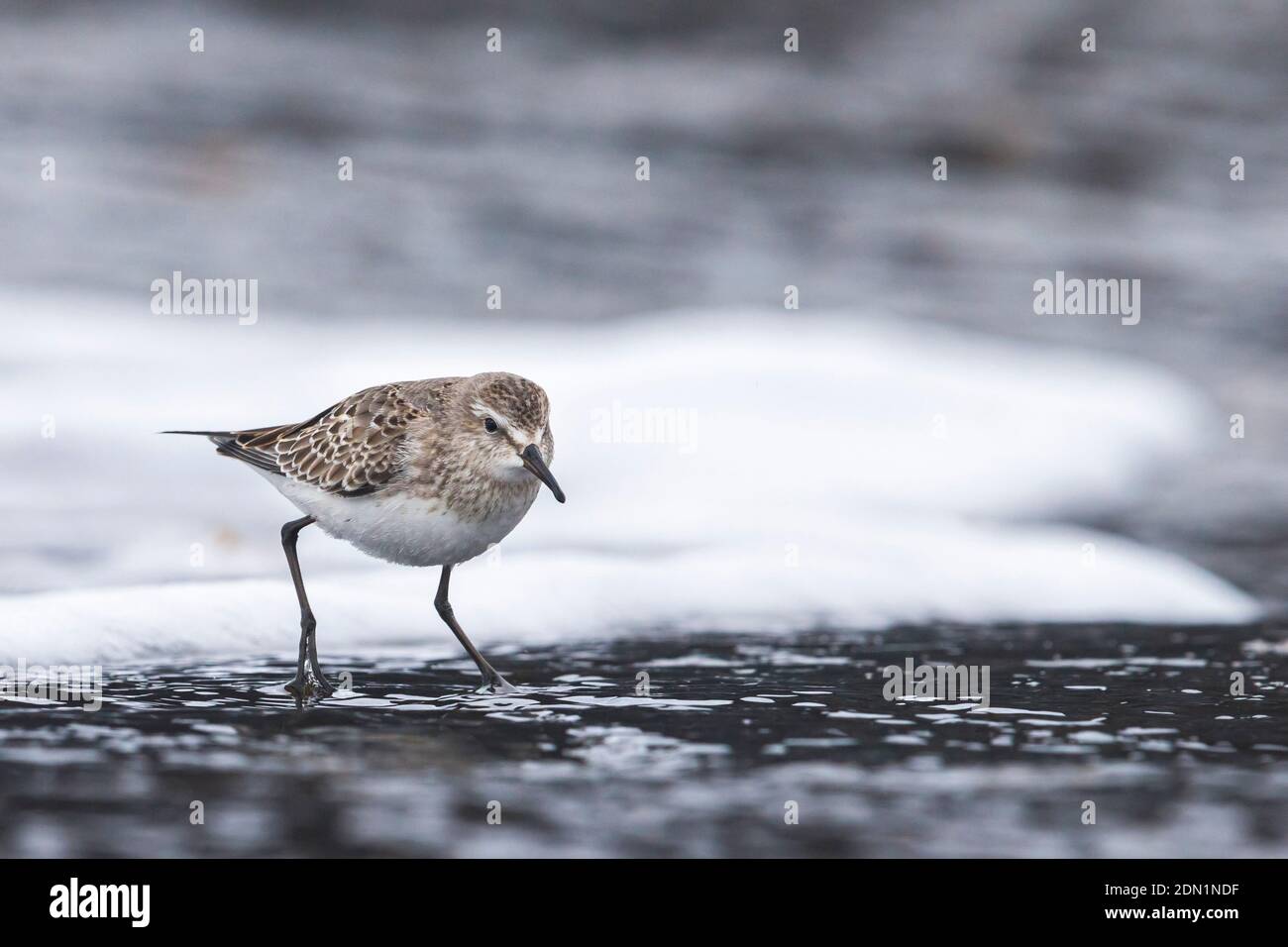Bonapartes Strandloper, White-rumped Sandpiper Stock Photo - Alamy