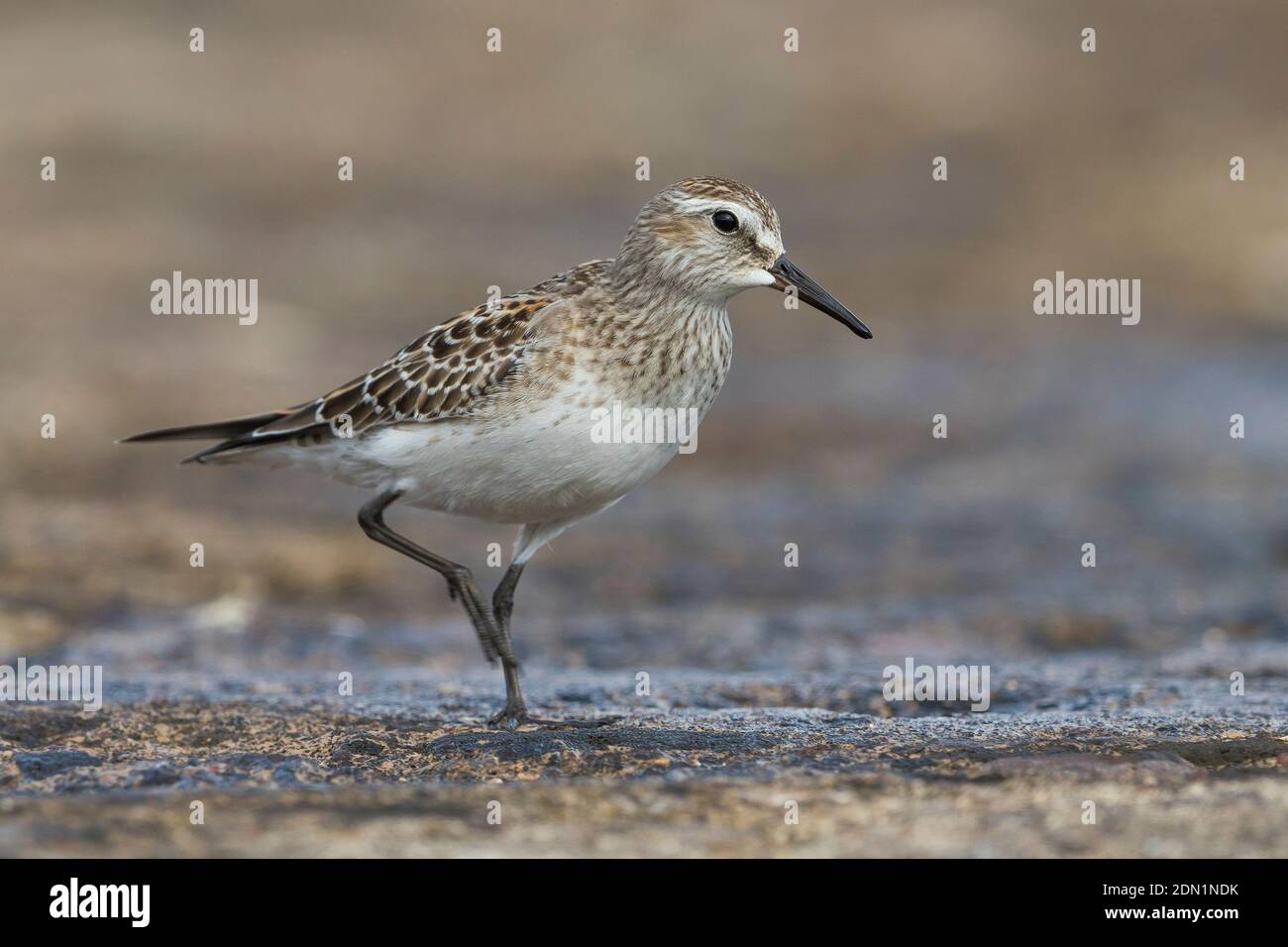 Bonapartes Strandloper; White-rumped Sandpiper Stock Photo - Alamy
