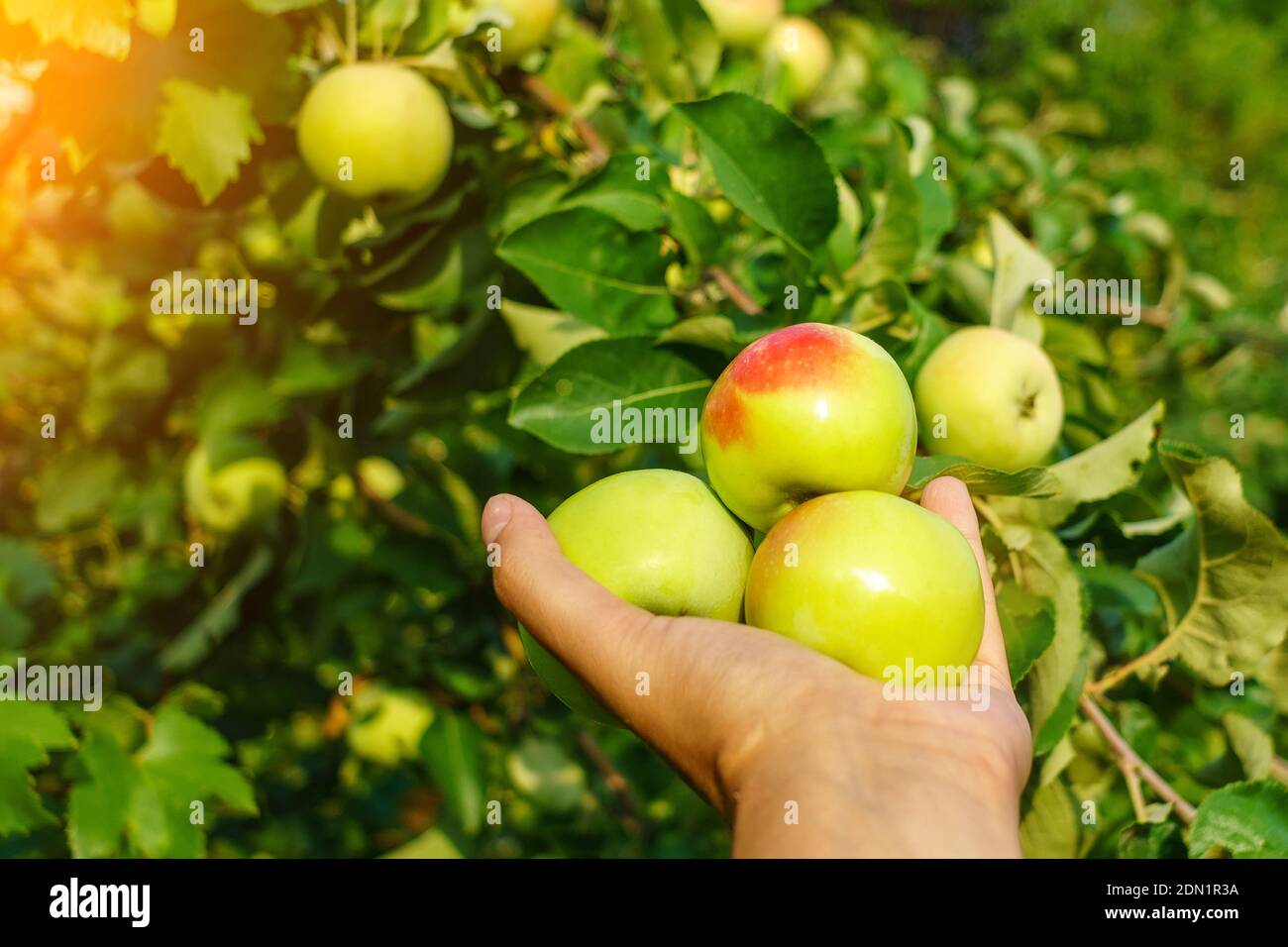 green Apples on tree branches in the garden. harvesting organic fruit ...