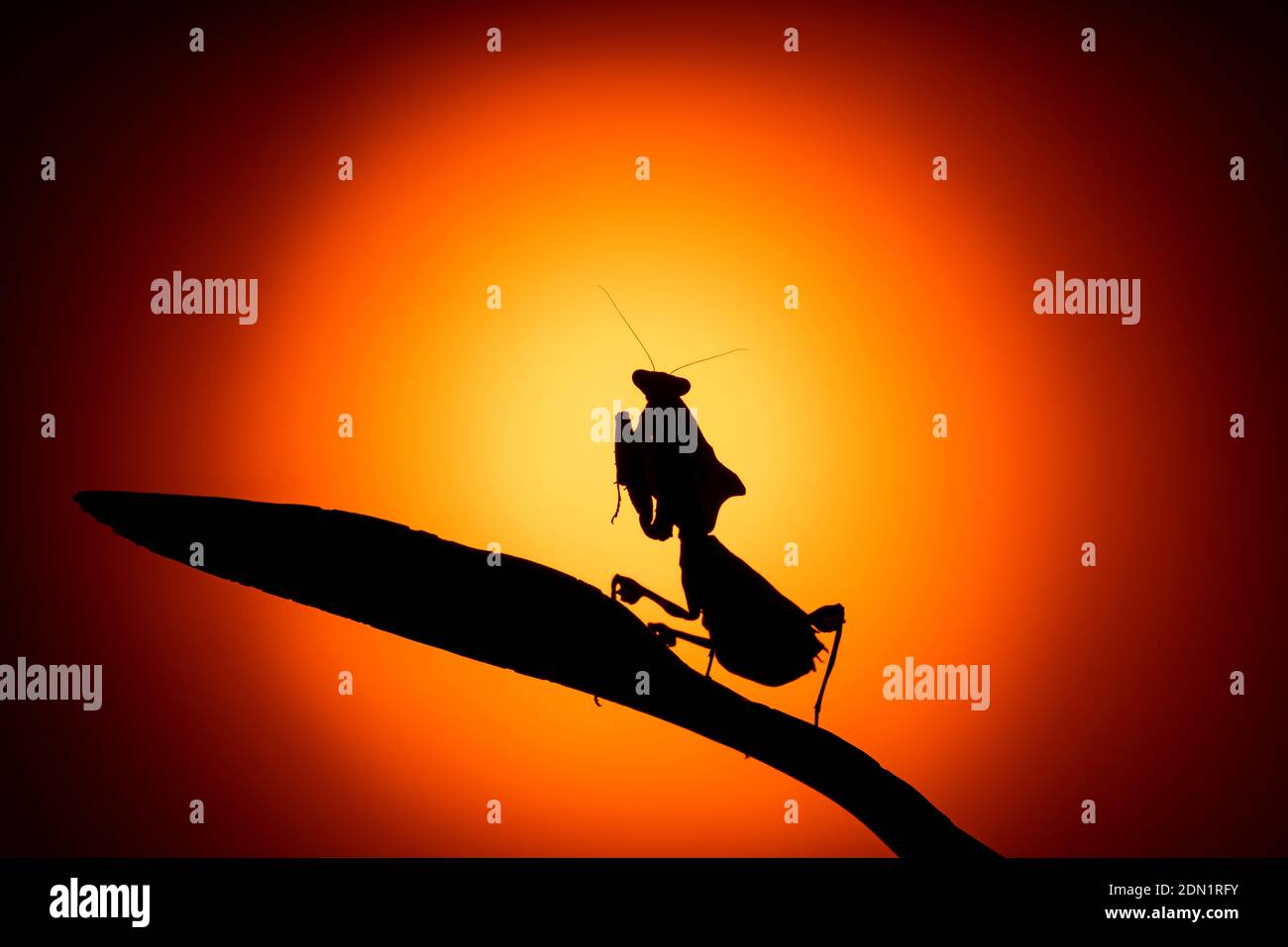 A backlit silhouette of a Malaysian Dead Leaf Mantis/Praying Mantis ...