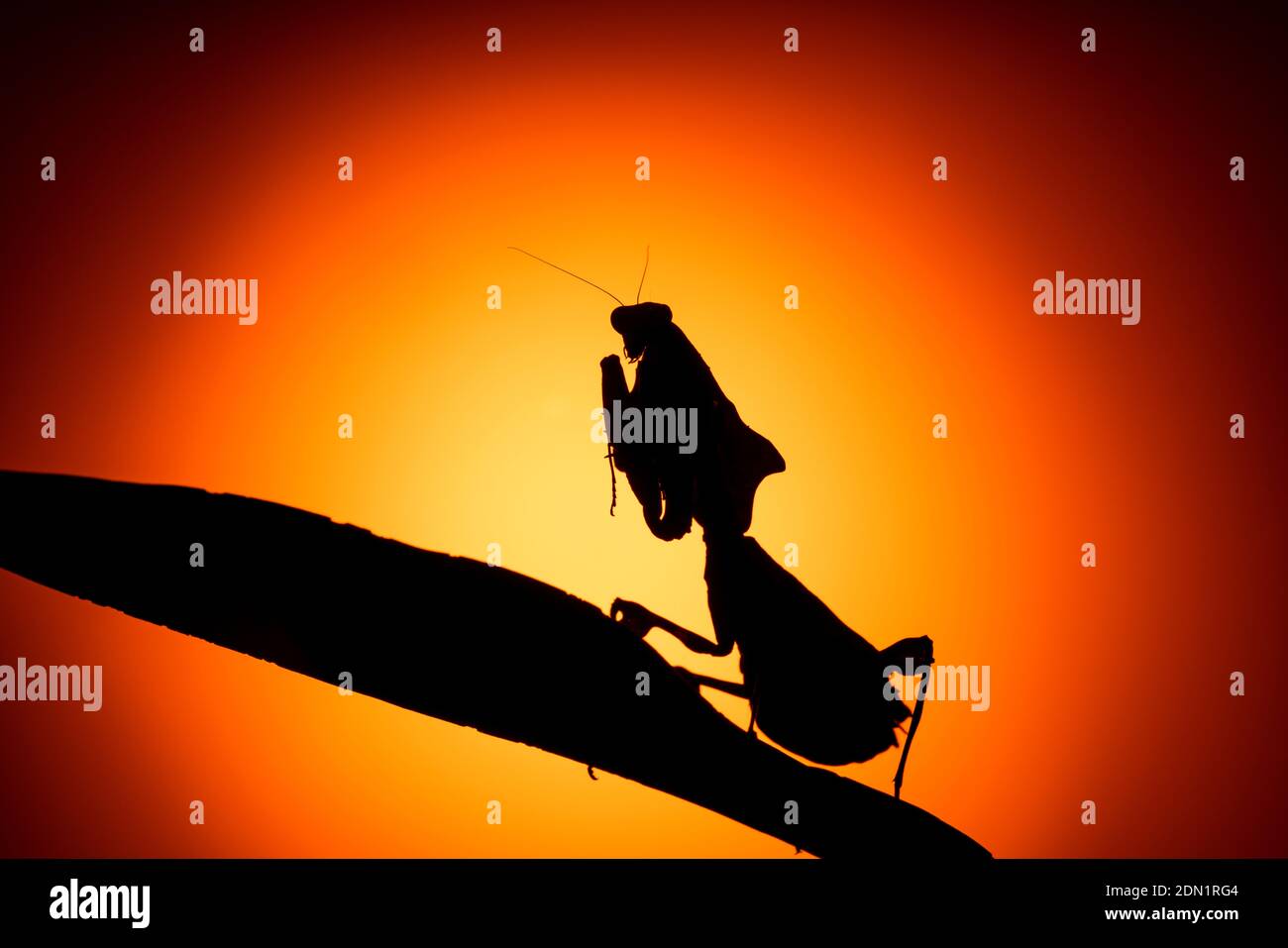 A backlit silhouette of a Malaysian Dead Leaf Mantis, Praying Mantis ...