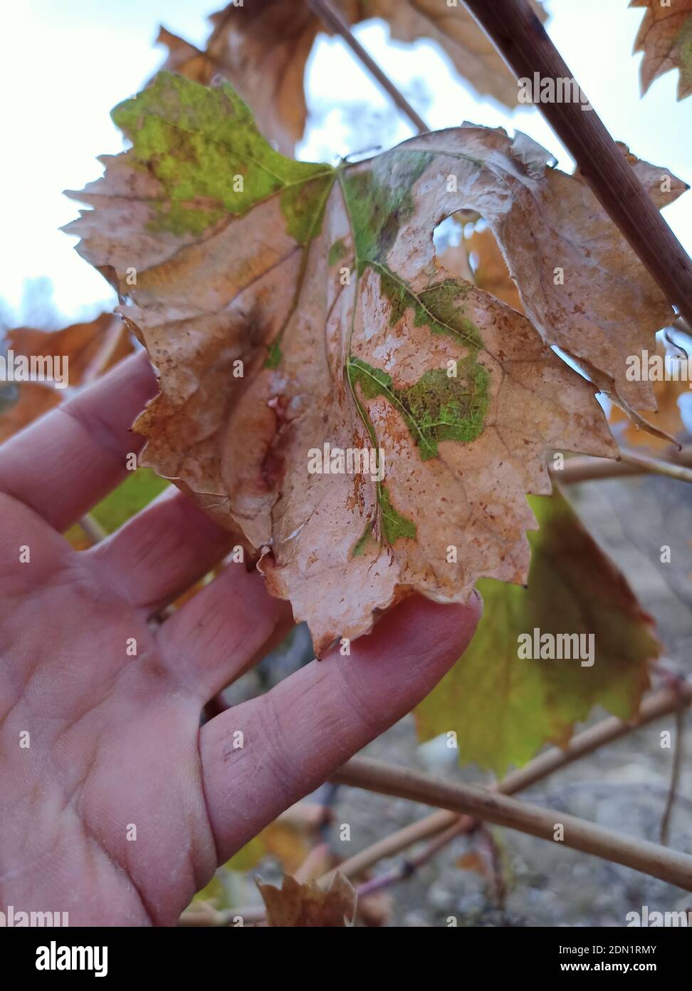 A vertical closeup shot of a hand holding a dry damaged autumn leaf on ...