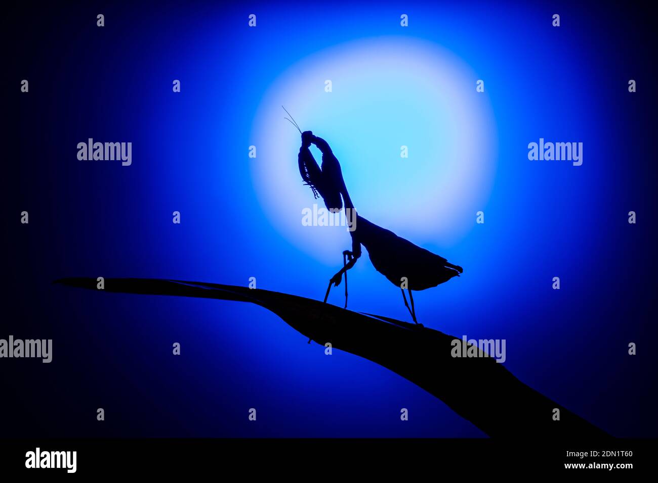 A backlit silhouette of a Malaysian Dead Leaf Mantis, Praying Mantis ...