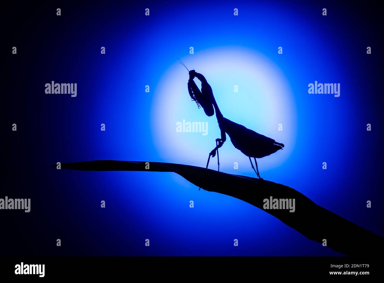 A backlit silhouette of a Malaysian Dead Leaf Mantis, Praying Mantis ...