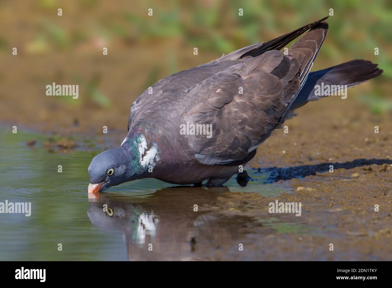 Houtduif; Common Wood Pigeon; Columba palumbus Stock Photo - Alamy