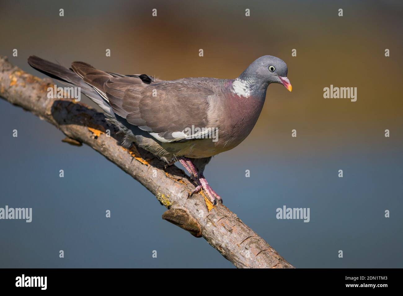 Houtduif; Common Wood Pigeon Stock Photo - Alamy