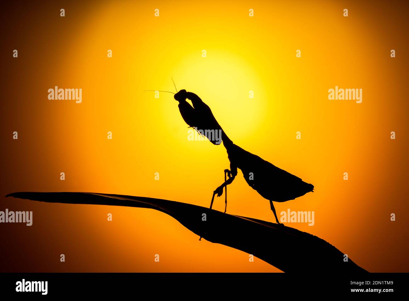 A backlit silhouette of a Malaysian Dead Leaf Mantis, Praying Mantis ...
