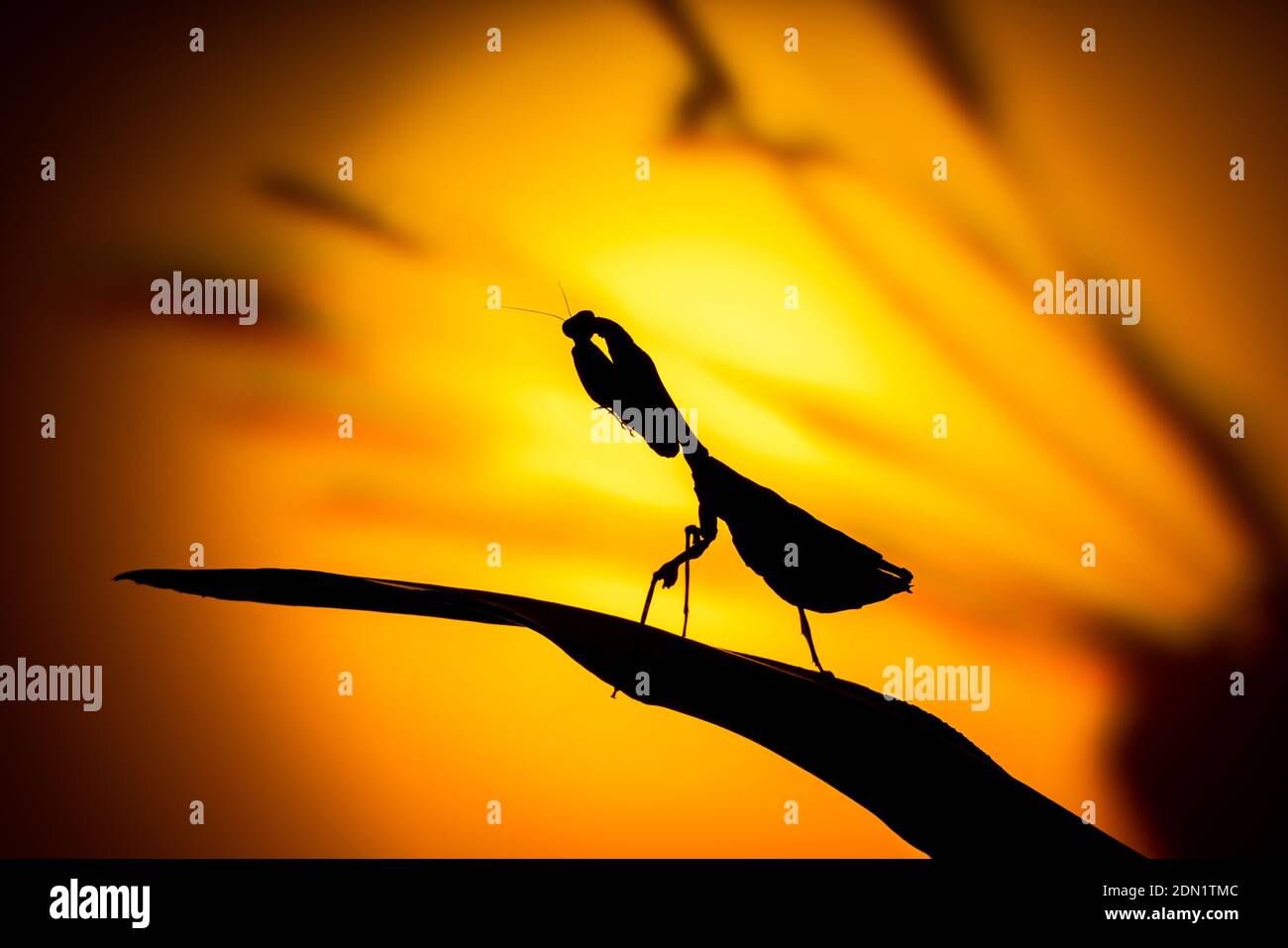 A backlit silhouette of a Malaysian Dead Leaf Mantis, Praying Mantis ...