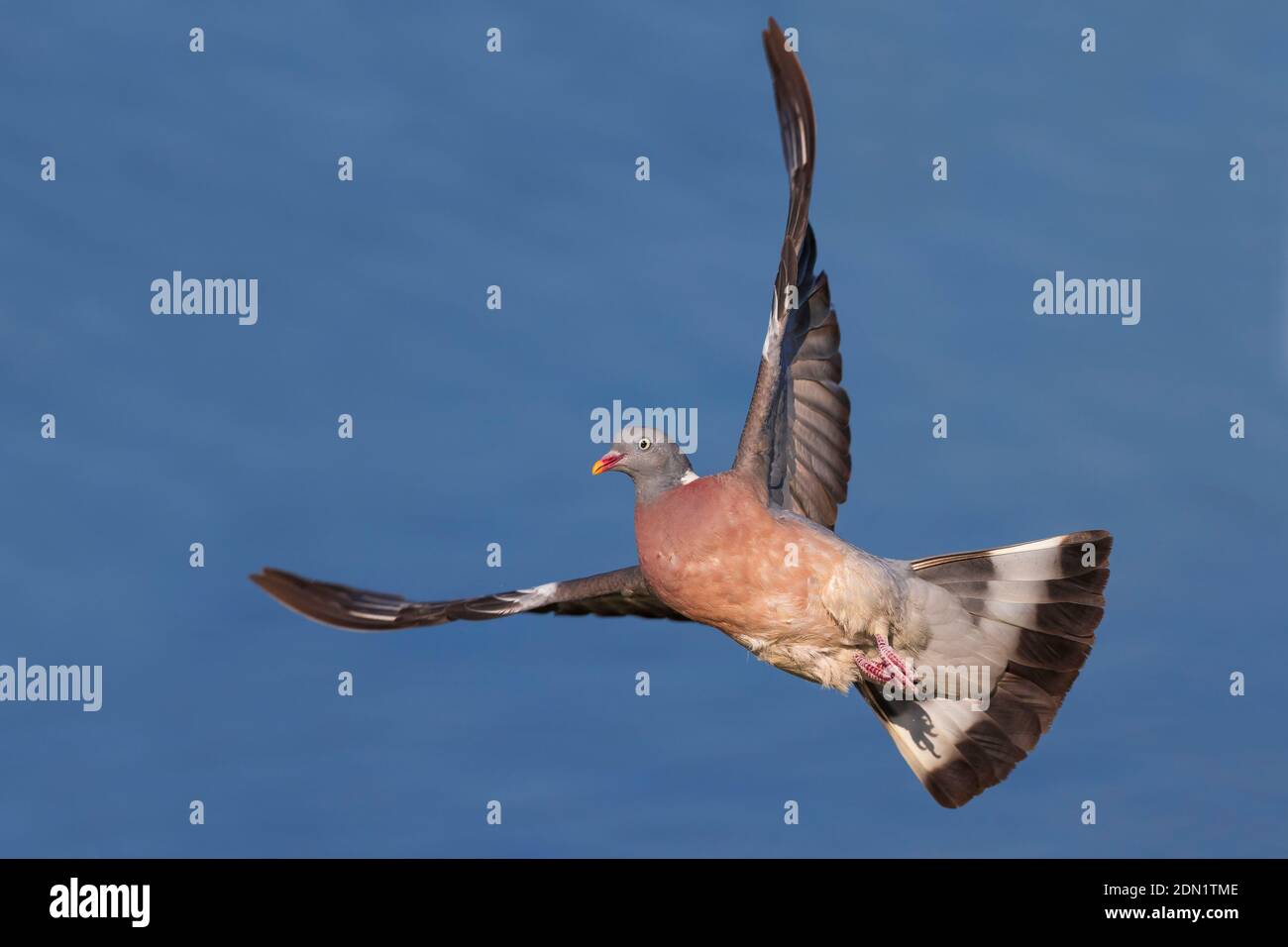 Wood pigeon in flight hi-res stock photography and images - Alamy