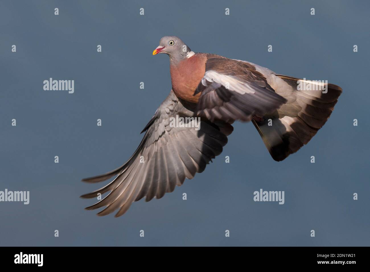 Houtduif in vlucht; Common Wood Pigeon in flight Stock Photo - Alamy
