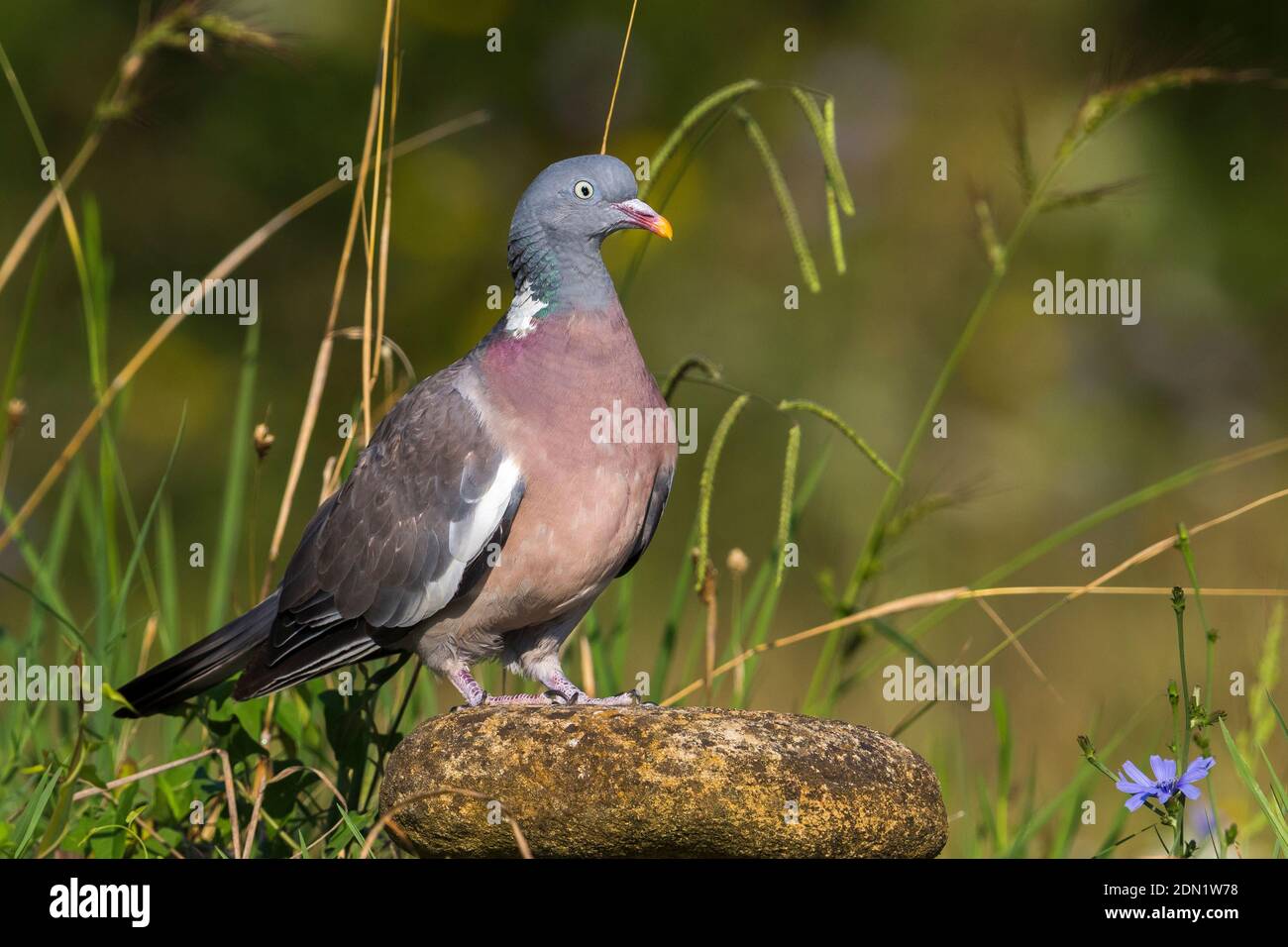 Houtduif; Common Wood Pigeon Stock Photo - Alamy