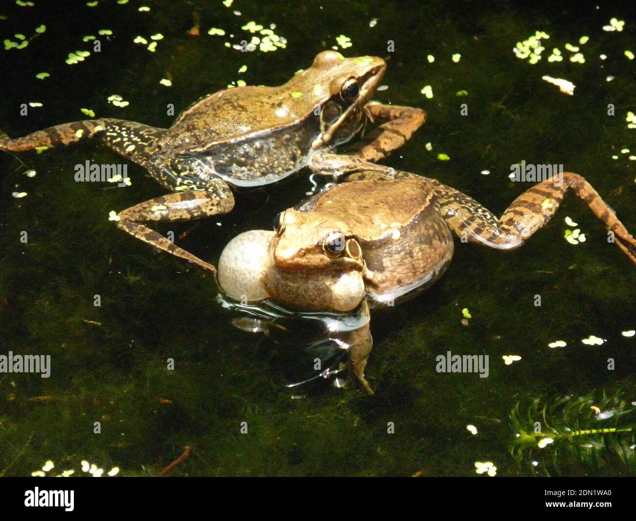 The two frogs swimming in a pond Stock Photo - Alamy