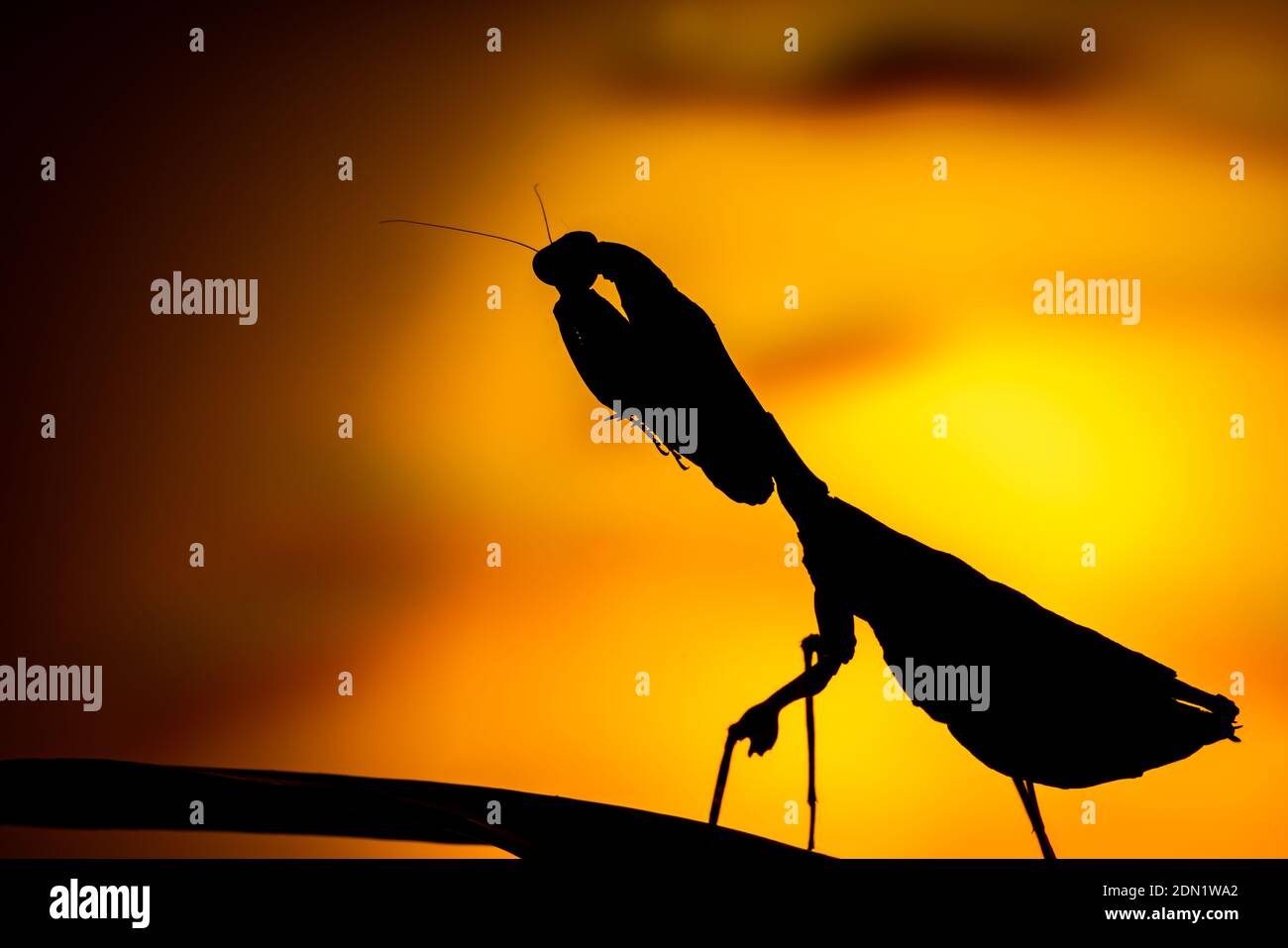 A backlit silhouette of a Malaysian Dead Leaf Mantis, Praying Mantis ...