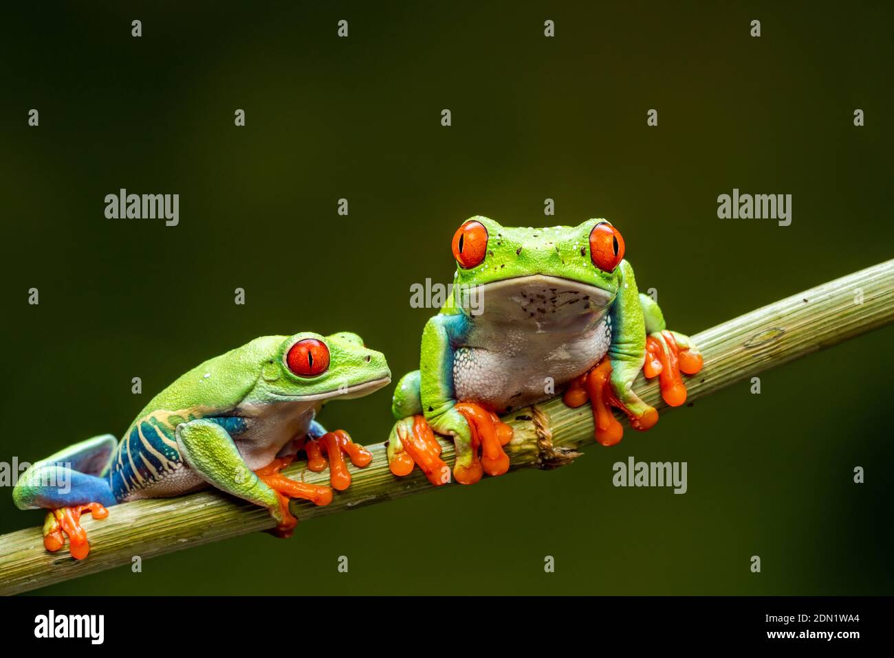 Panama endemic species hi-res stock photography and images - Alamy