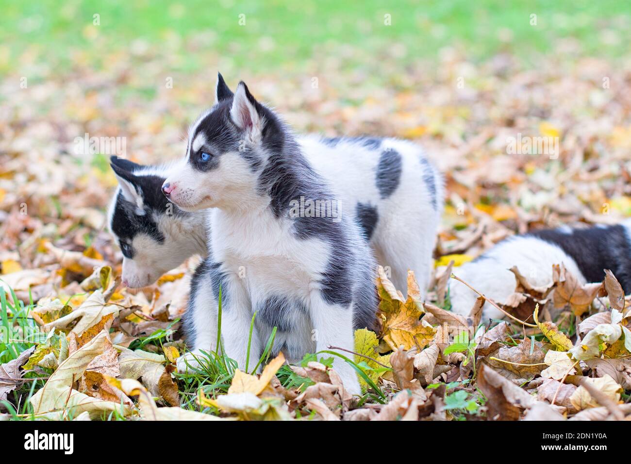 Dogs runs on autumn leaves, tongue out. Siberian Husky black and white ...