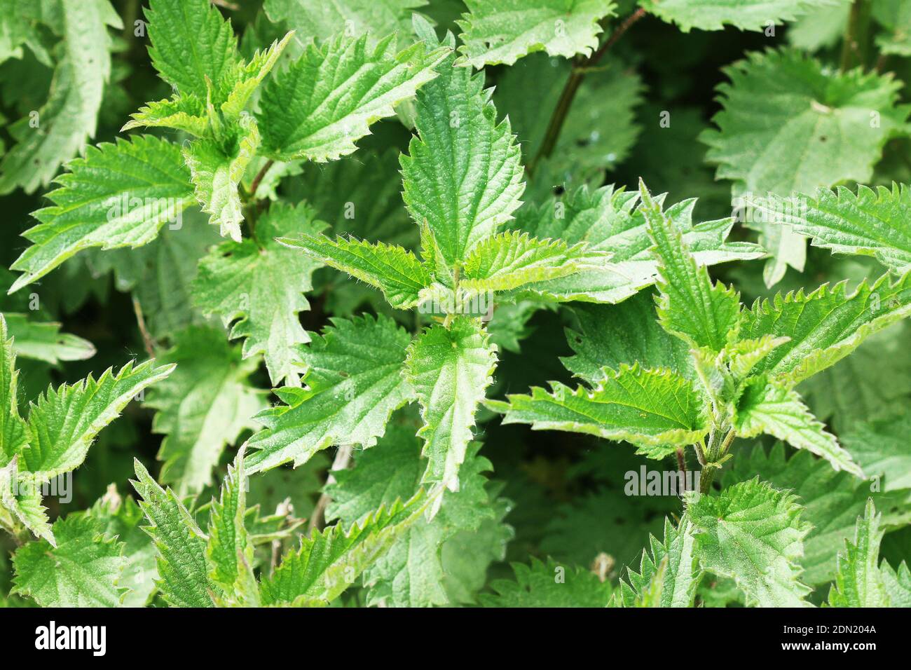 Medicinal wild plant nettle. Nettle grass with fluffy green leaves ...