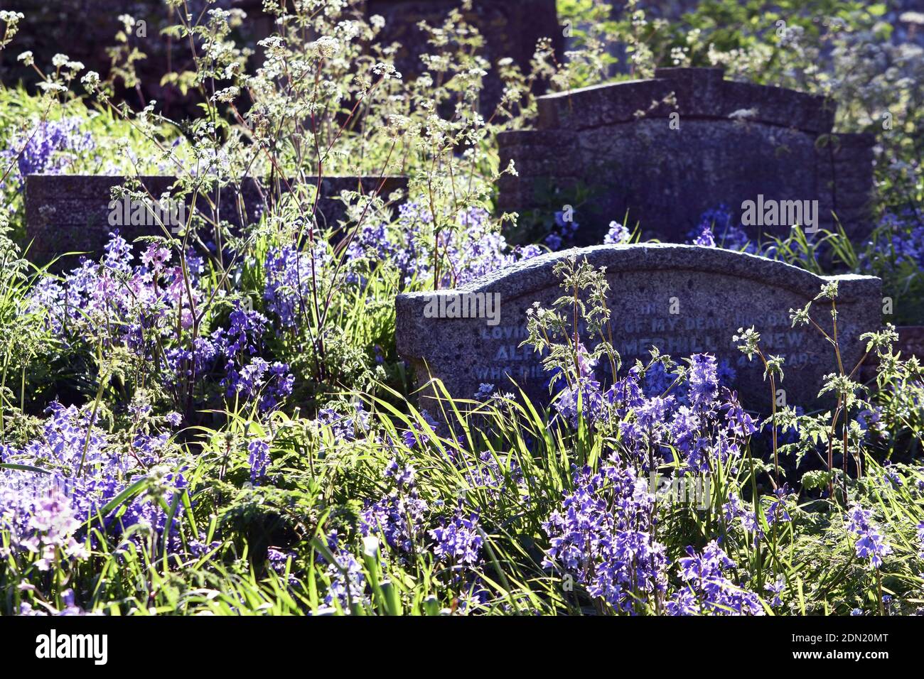Graveyard churchyard wildflowers hi-res stock photography and images ...