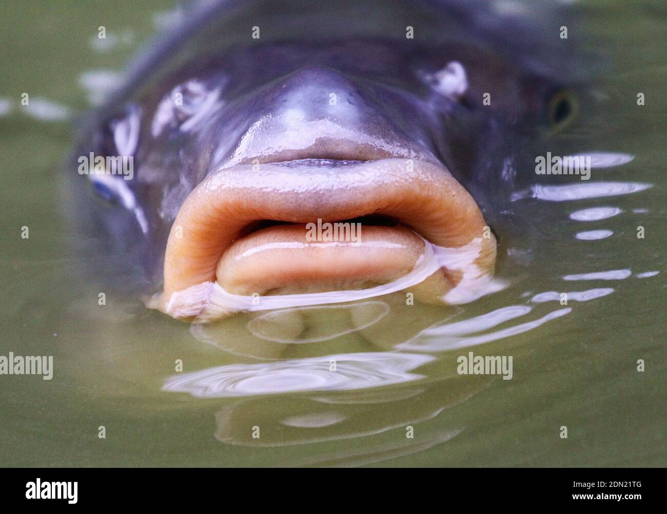 Human face carp hi-res stock photography and images - Alamy