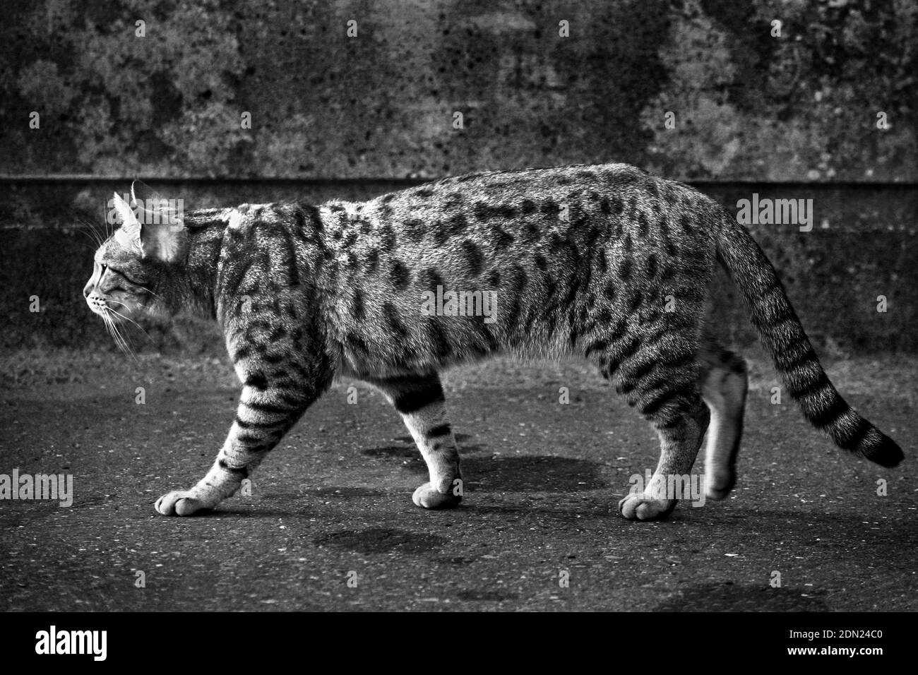 White cat walking in Black and White Stock Photos & Images - Alamy