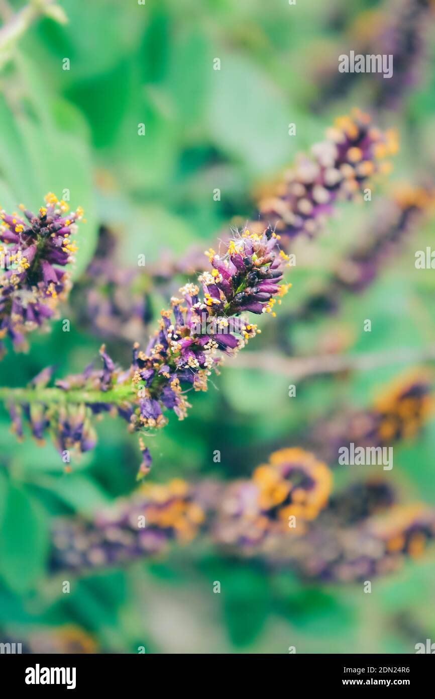 Purple acacia tree outdoors hi-res stock photography and images - Alamy