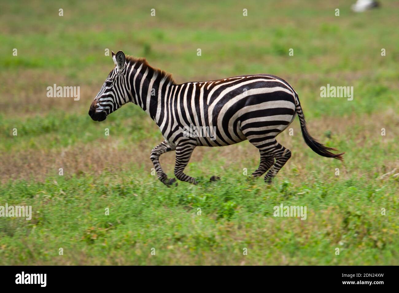 Zebra Running Away