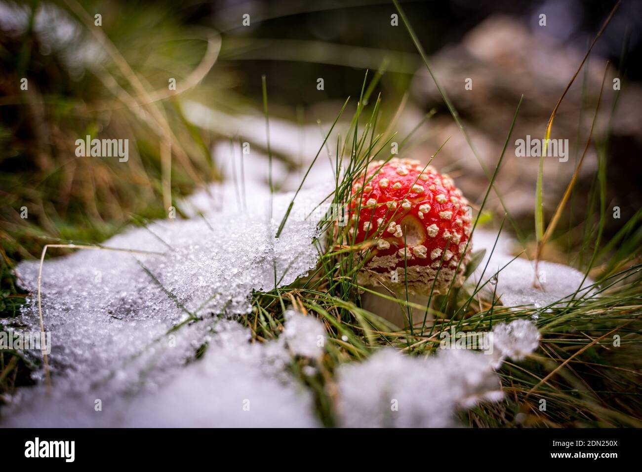Snow white mushrooms hi-res stock photography and images - Alamy