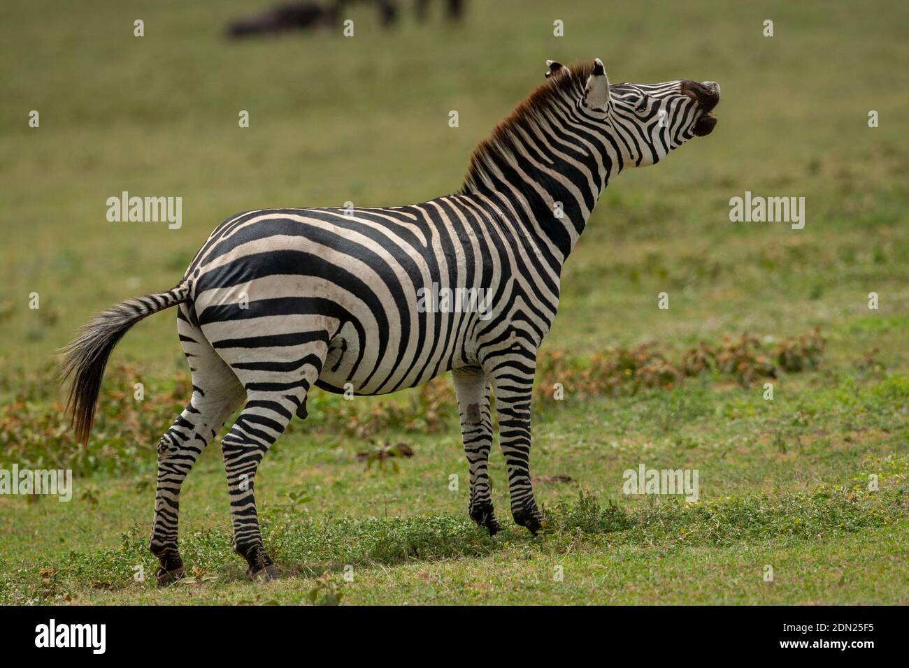 Zebra male and female hi-res stock photography and images - Alamy