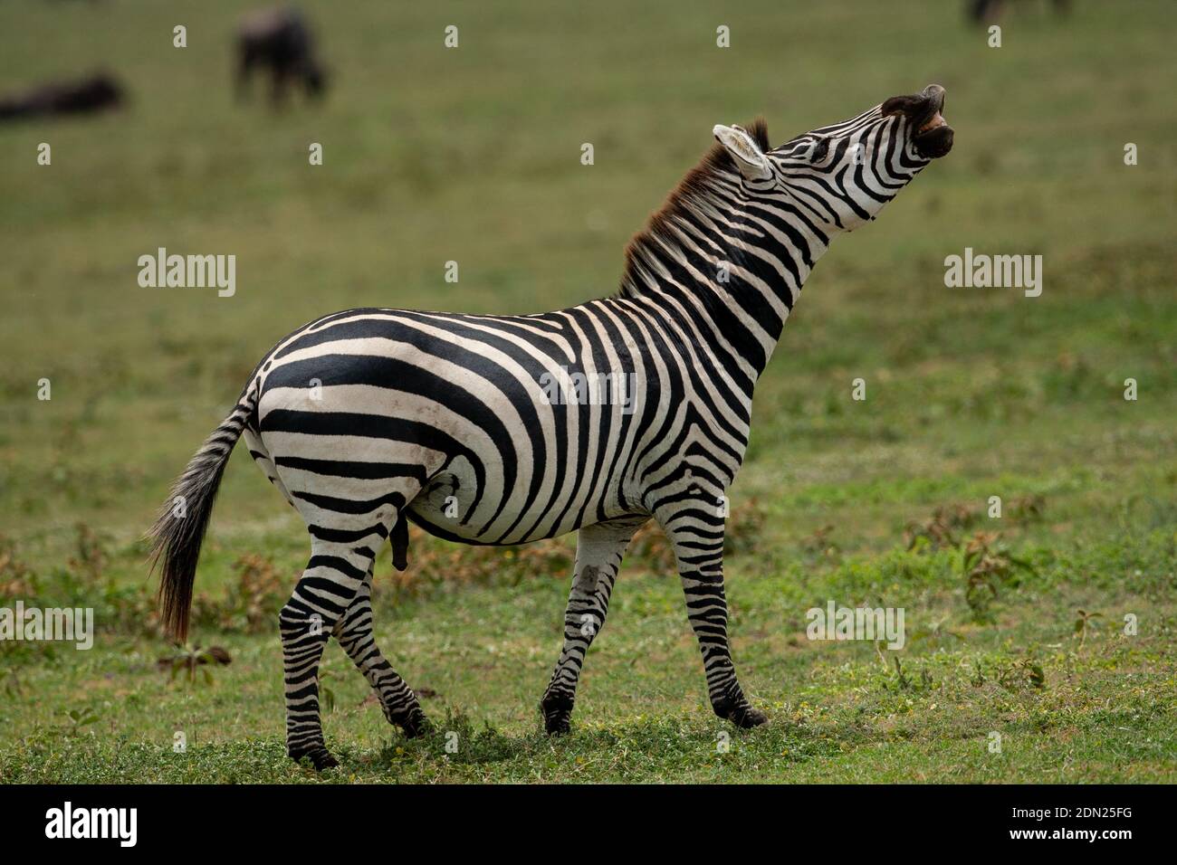 Zebra male and female hi-res stock photography and images - Alamy