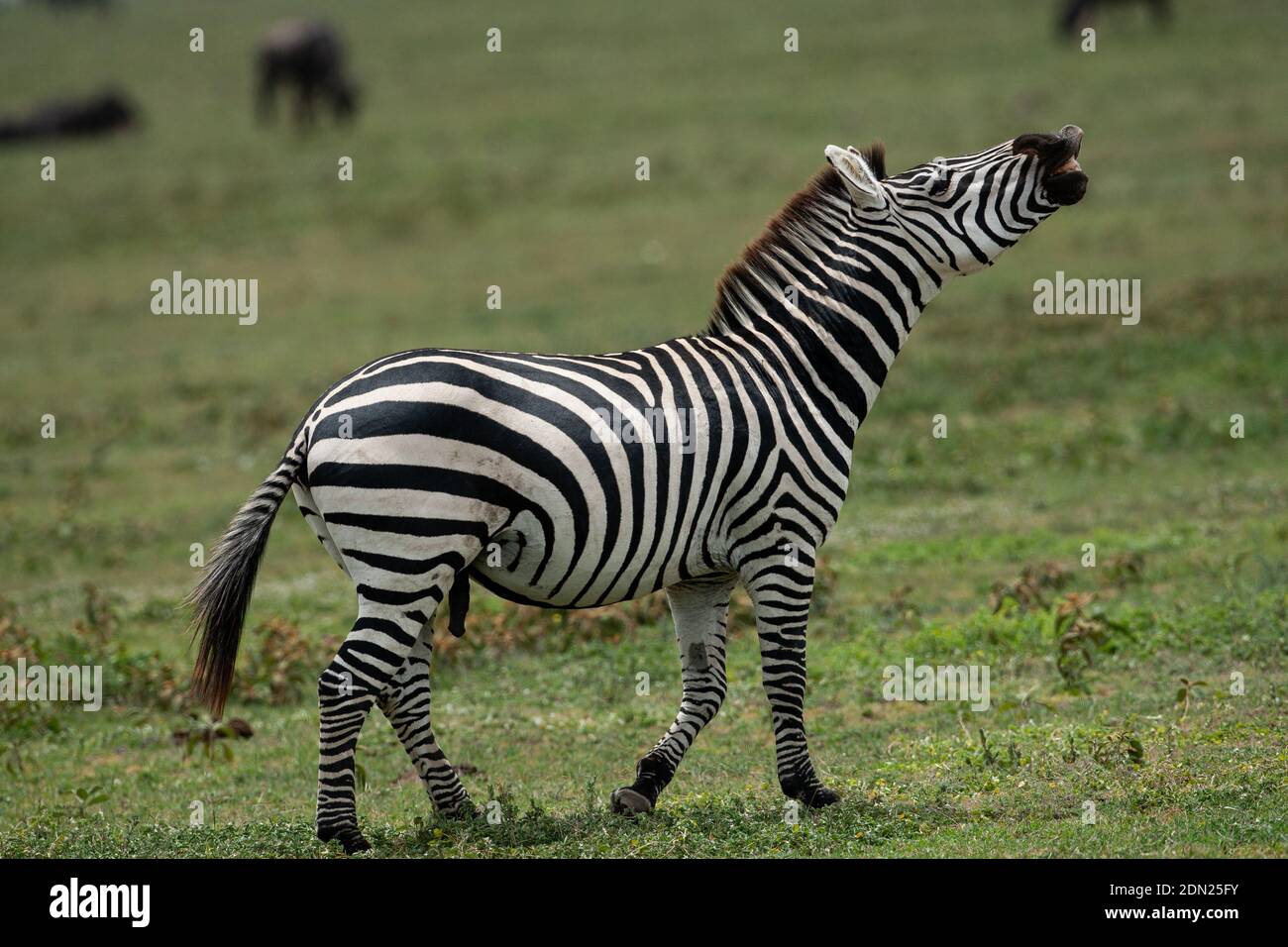 Zebra male and female hi-res stock photography and images - Alamy